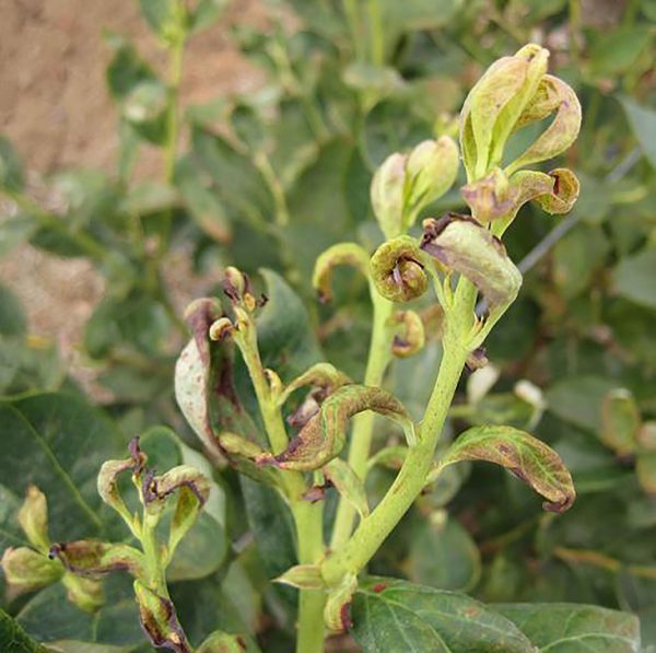 Mites – Blueberry Field Guide