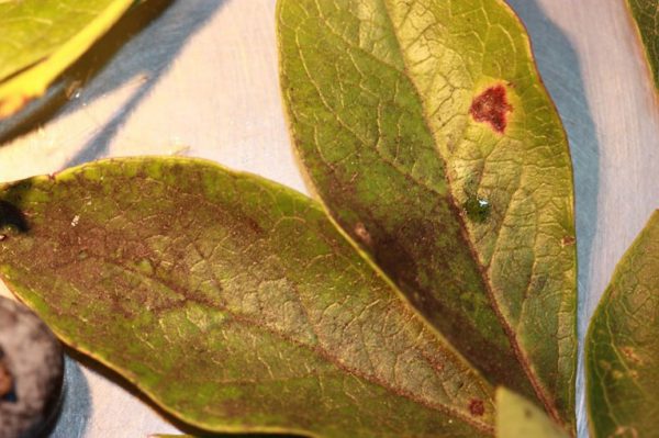 Scales & Mealybugs – Blueberry Field Guide