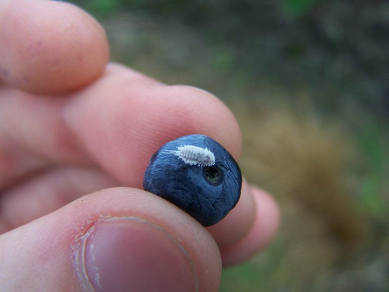 Scales & Mealybugs – Blueberry Field Guide