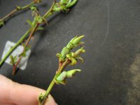 Weevils – Blueberry Field Guide