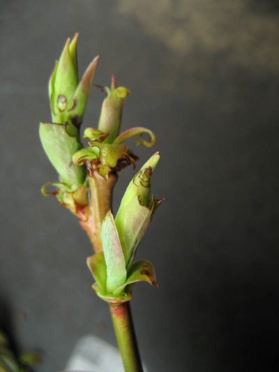 Weevils – Blueberry Field Guide