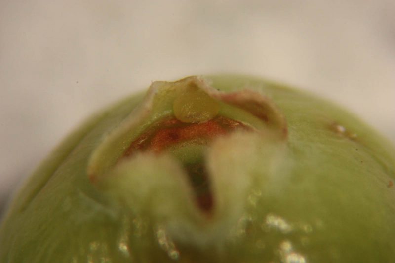 Caterpillars – Fruit Feeding – Blueberry Field Guide