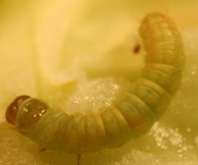 Caterpillars – Fruit Feeding – Blueberry Field Guide