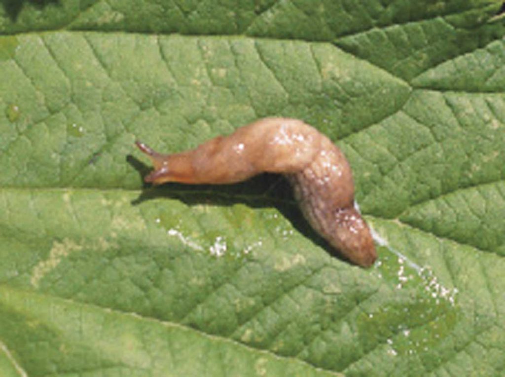 Slugs & Snails – Blueberry Field Guide