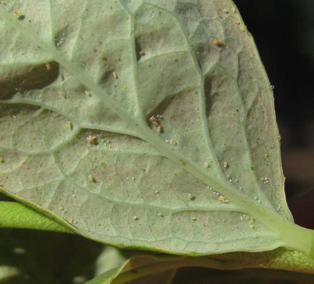 Mites – Blueberry Field Guide