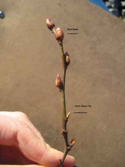 Crop Growth Stages – Blueberry Field Guide