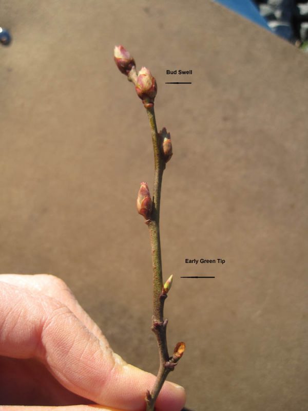 Crop Growth Stages – Blueberry Field Guide
