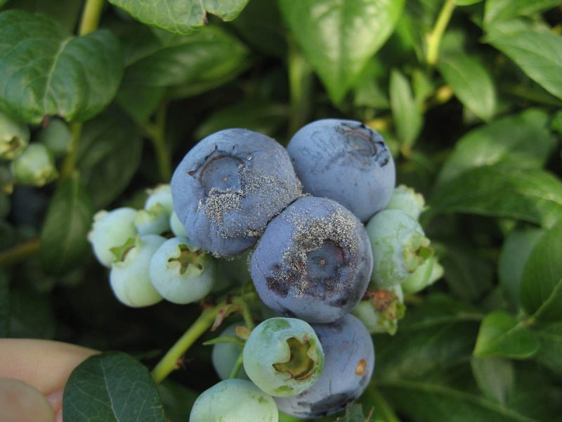 Botrytis Blight and Fruit Rot – Blueberry Field Guide