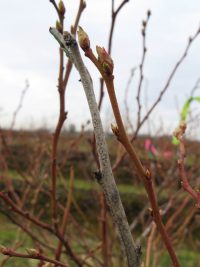 Botrytis Blight and Fruit Rot – Blueberry Field Guide