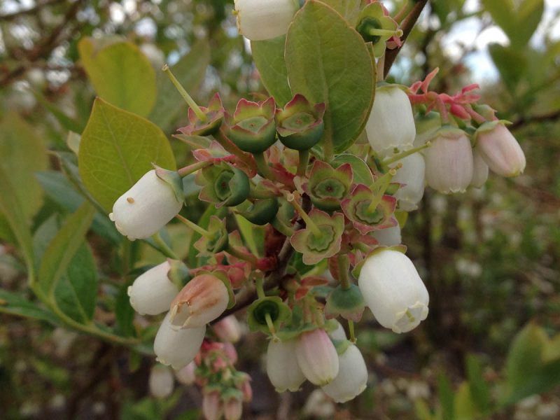 Crop Growth Stages – Blueberry Field Guide