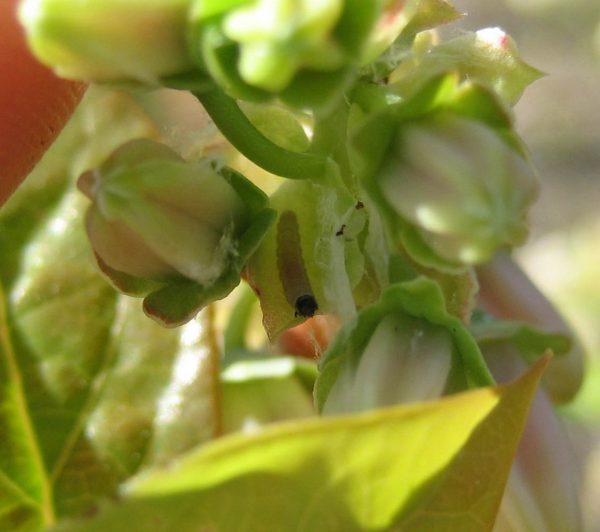 Blueberry Pests – Blueberry Field Guide