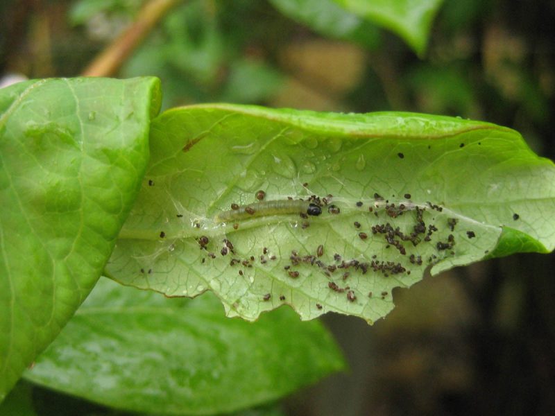 Blueberry Pests – Blueberry Field Guide