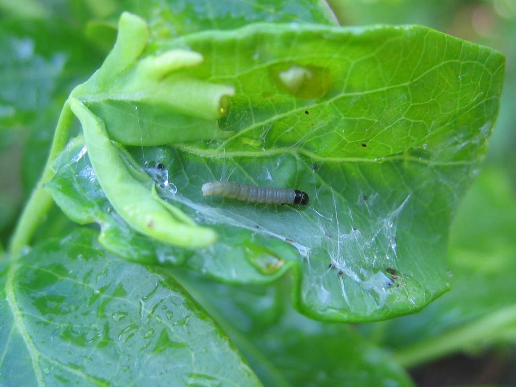 Blueberry Pests – Blueberry Field Guide