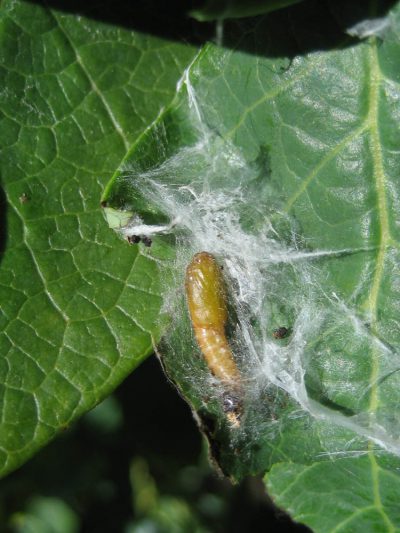 Blueberry Pests – Blueberry Field Guide