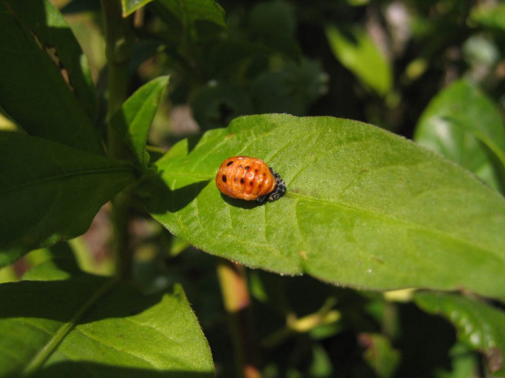 Beneficial Insects – Blueberry Field Guide