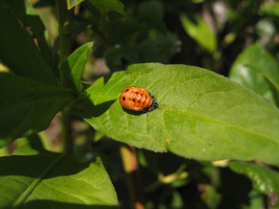 Beneficial Insects – Blueberry Field Guide
