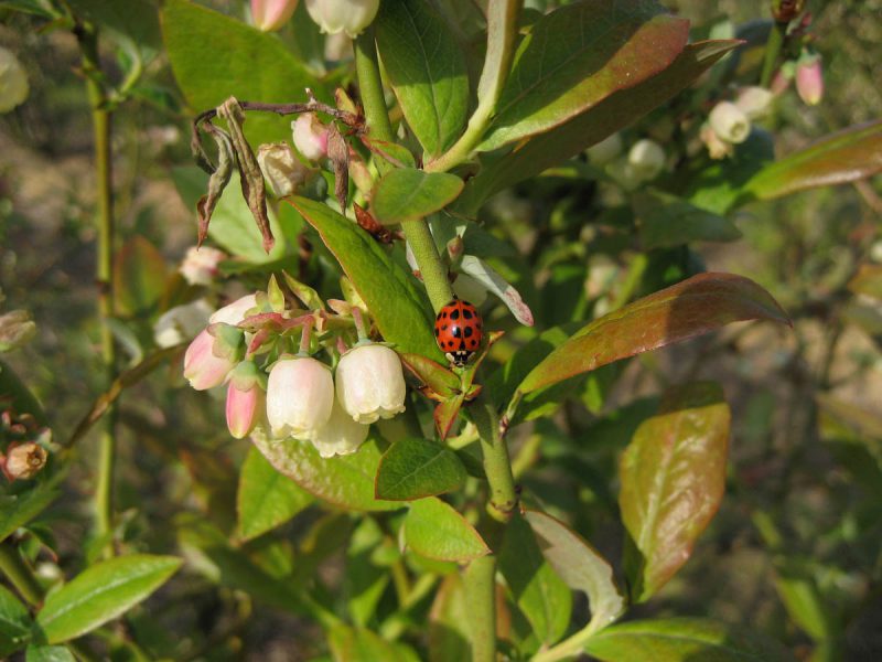 Beneficial Insects – Blueberry Field Guide
