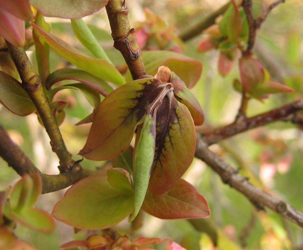 Mummy Berry – Blueberry Field Guide