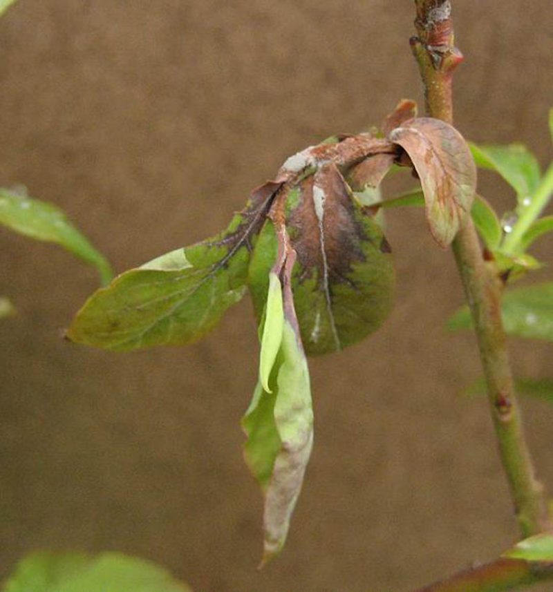 Mummy Berry – Blueberry Field Guide