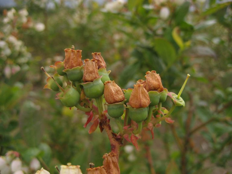 Crop Growth Stages – Blueberry Field Guide