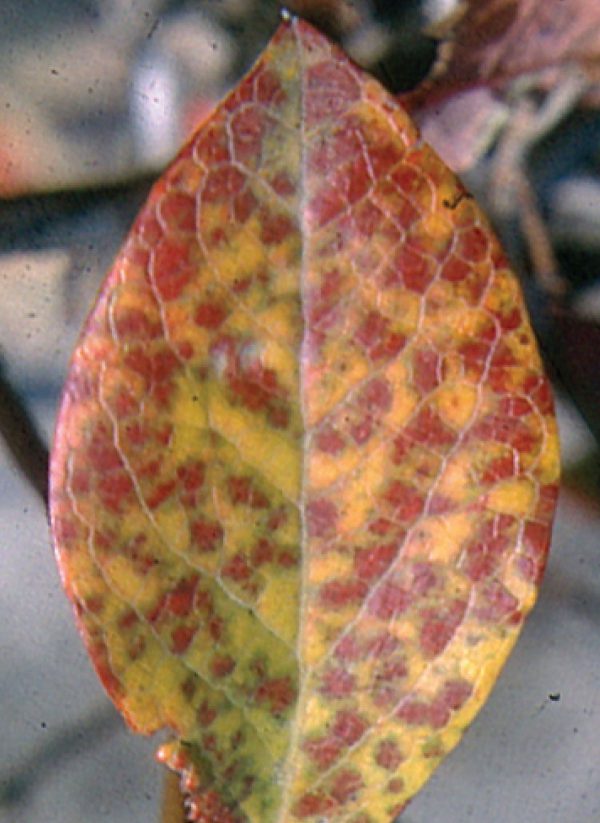 Pests And Diseases Of Concern Not In BC – Blueberry Field Guide